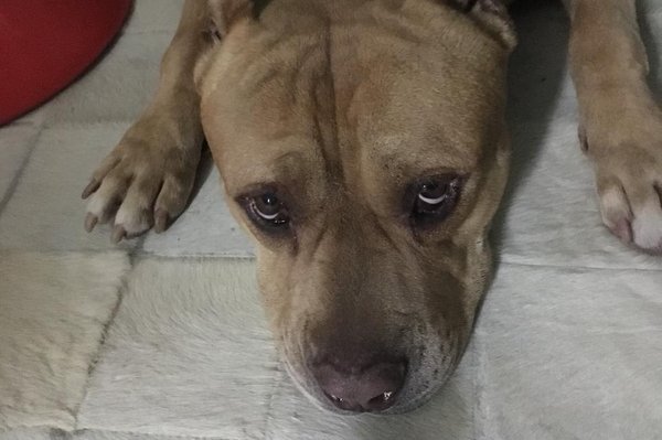 Estava Desaparecido: Pitbull César é reencontrado na Zona Leste de ...